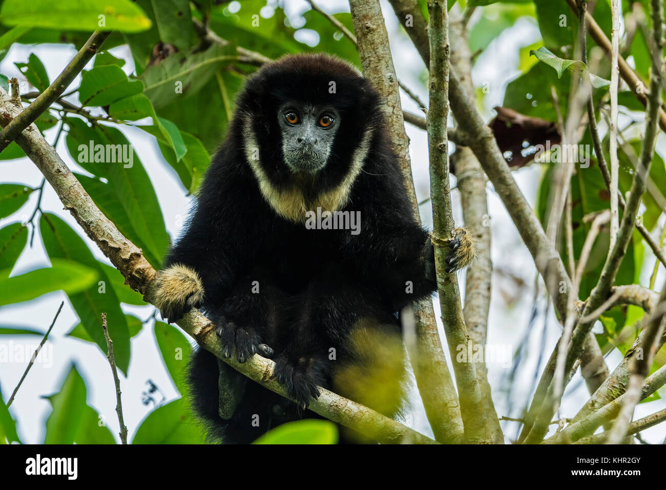 White-chested Titi (Callicebus lugens), Cano Cristales, Sierra De La ...