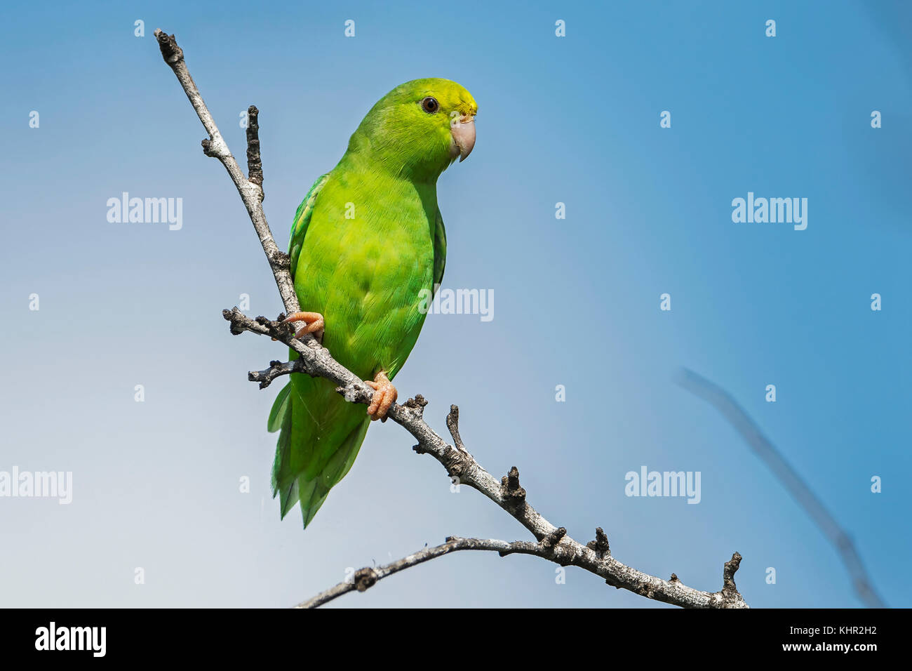 Green-rumped Parrotlet (Forpus passerinus) female, Guajira Peninsula ...
