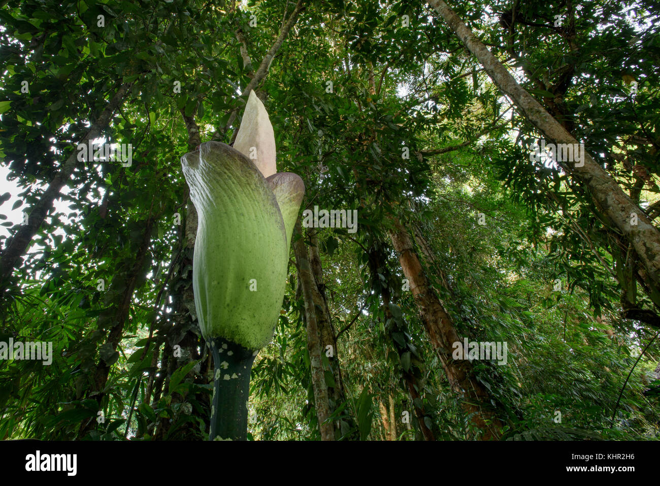 Giant Voodoo Lily (Amorphophallus hewittii) inflorescence in lowland ...