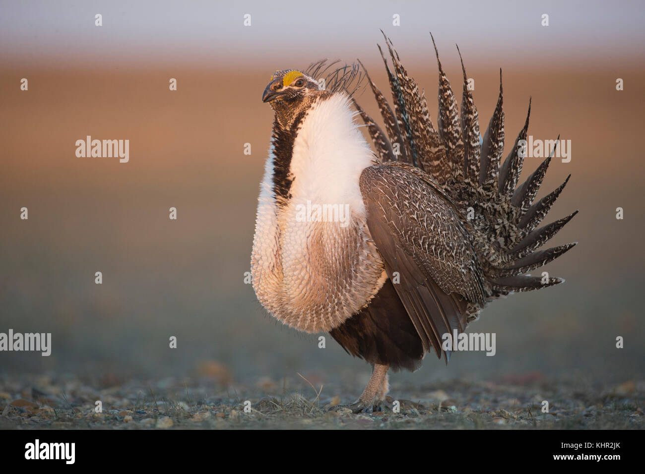 Sage Grouse (Centrocercus urophasianus) male displaying at lek, eastern ...
