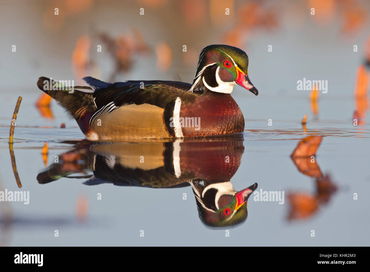 Wood Duck (Aix sponsa) male, central Montana Stock Photo - Alamy