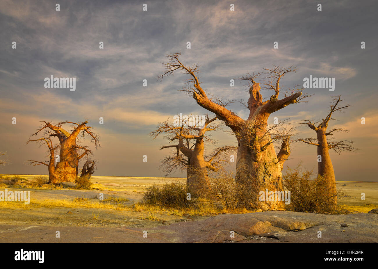 Baobab (Adansonia digitata) trees, Makgadikgadi, Botswana Stock Photo ...