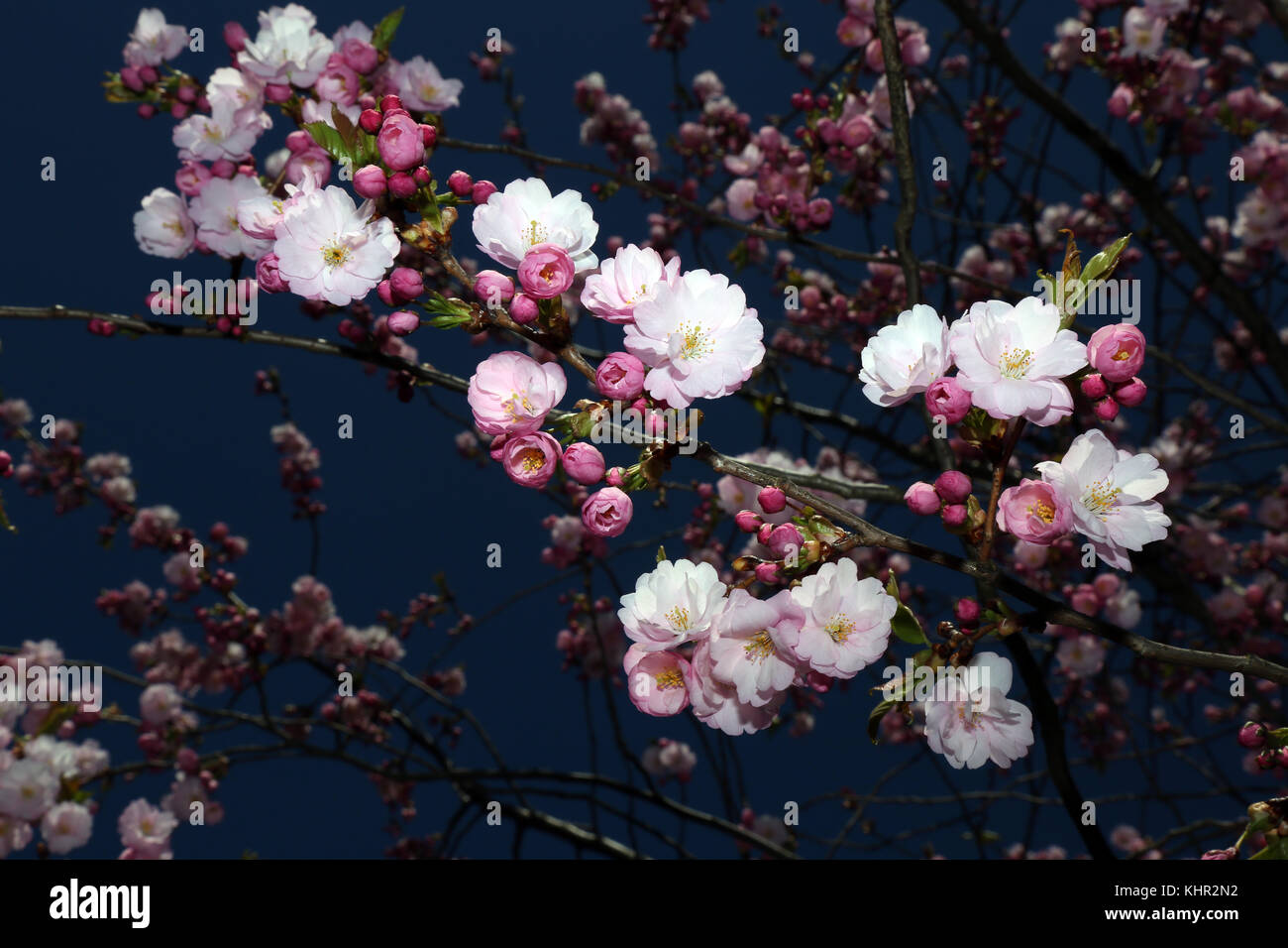 Sakura tree blooming Stock Photo - Alamy