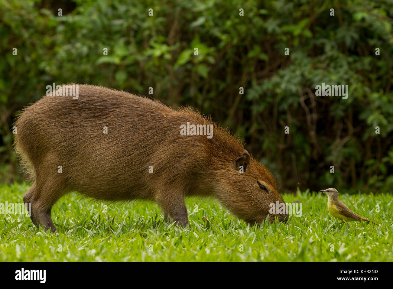 Capybara (Hydrochoerus hydrochaeris) sub-adult grazing with Cattle ...