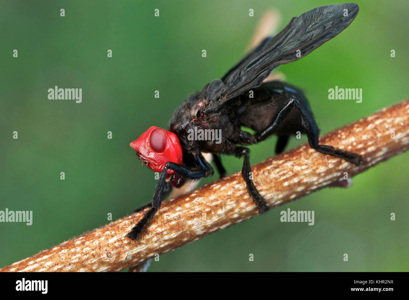 Signal Fly (Bromophila caffra), Udzungwa Mountains National Park ...