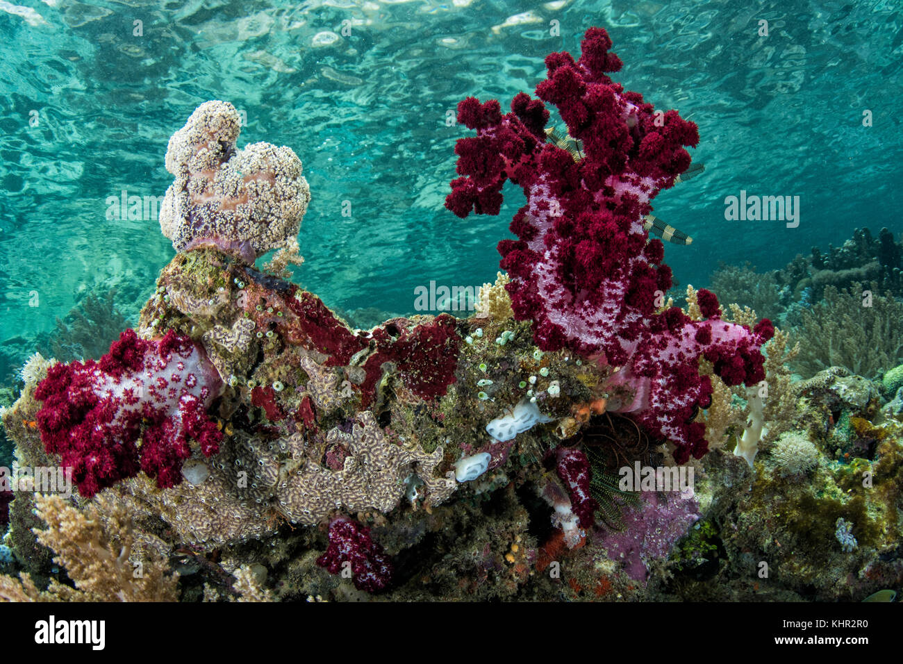 Soft Coral (Nephthea sp), Raja Ampat Islands, Indonesia Stock Photo - Alamy