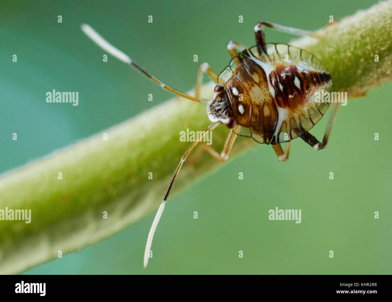 Stink Bug (Pentatomidae) juvenile, Amazon, Ecuador Stock Photo - Alamy