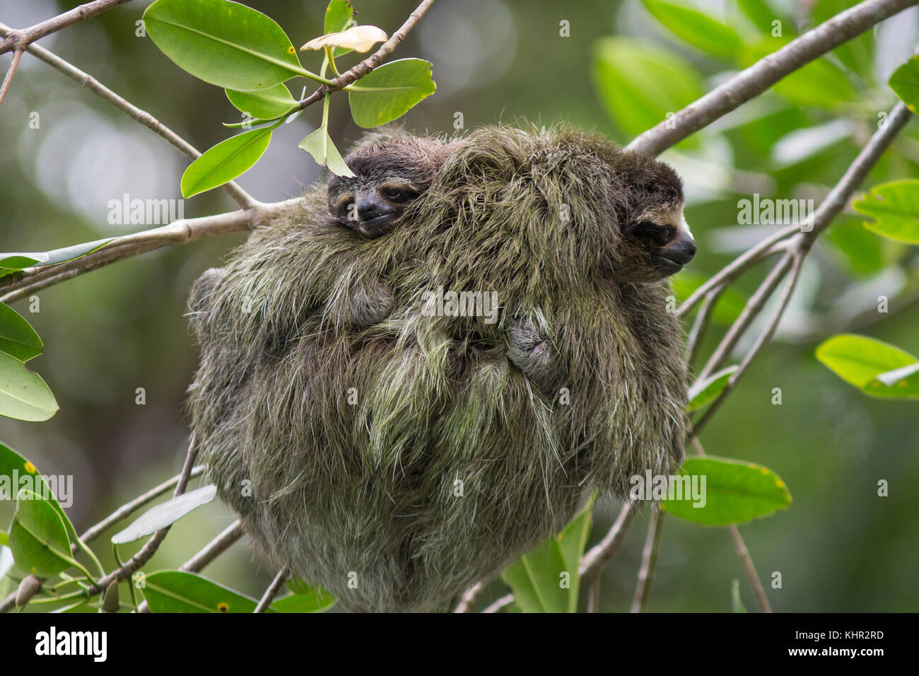 Pygmy Three-toed Sloth (Bradypus pygmaeus) mother and four month old ...