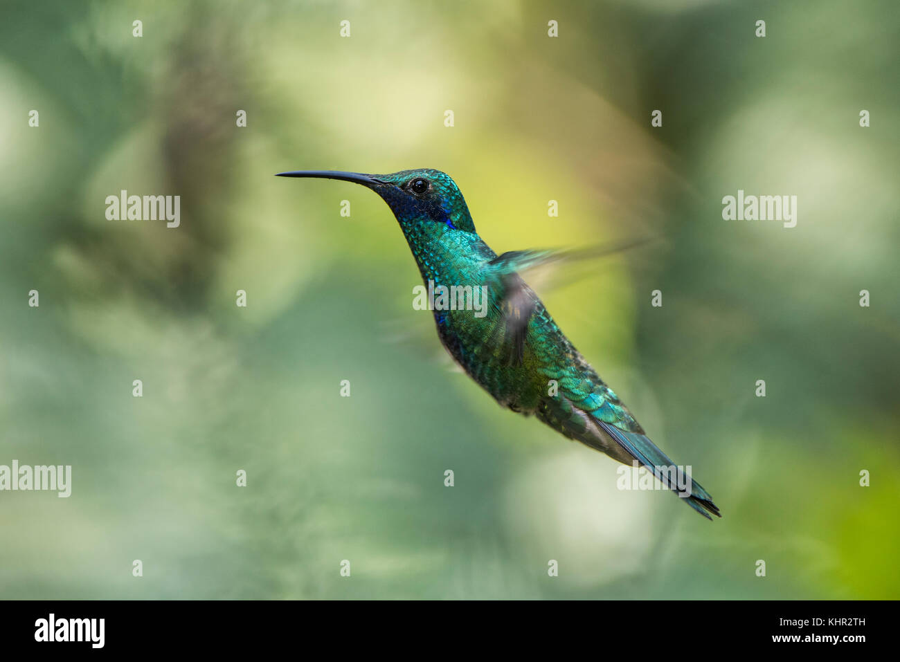 Sparkling Violet-ear (Colibri coruscans) flying, Mindo Cloud Forest ...
