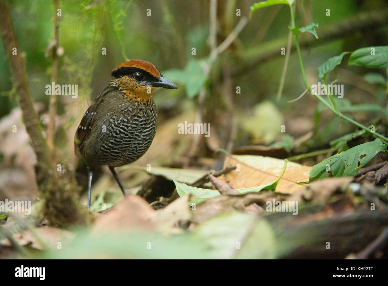 Rufous-crowned Antpitta (Pittasoma rufopileatum), Choco Rainforest ...