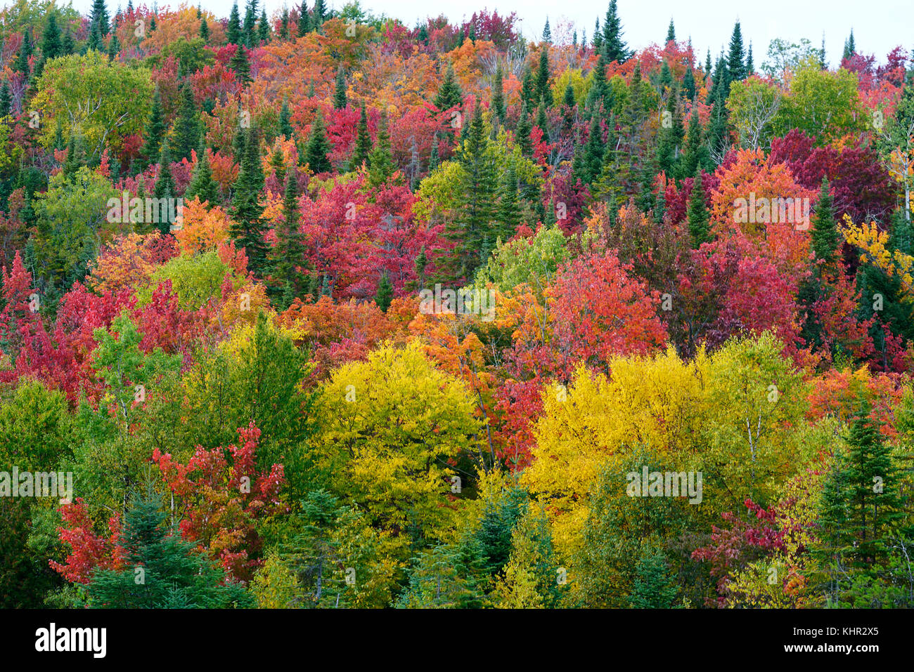 Maple (Acer sp) trees in deciduous forest in autumn, Mont-Tremblant ...