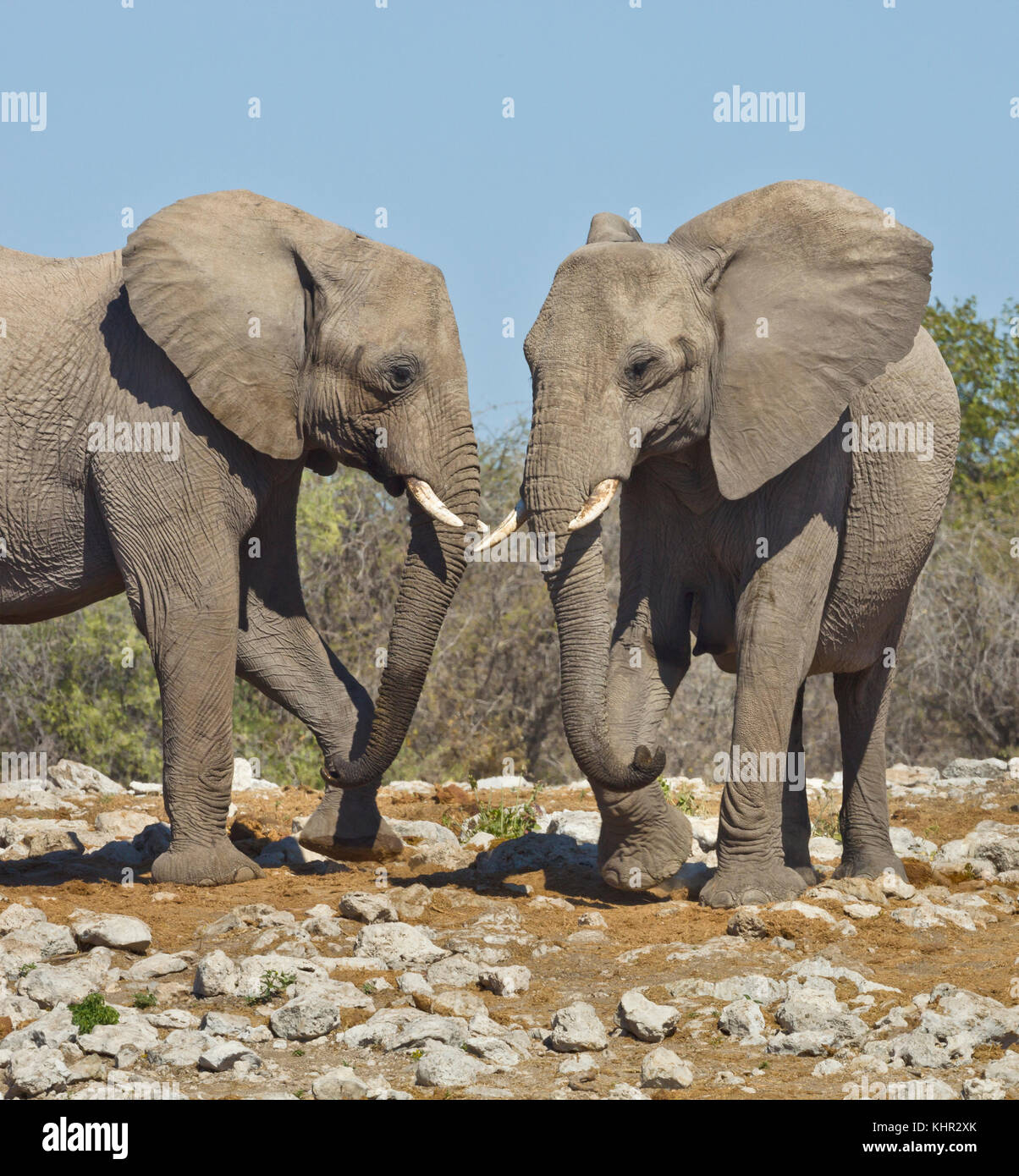 African Elephant (Loxodonta africana) sub-adult males facing off ...