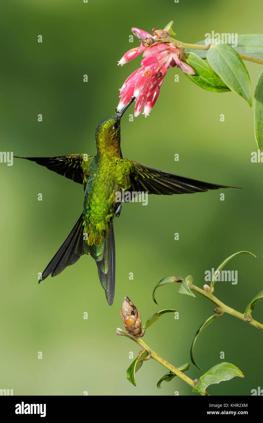 Golden-breasted Puffleg (Eriocnemis mosquera) feeding on flower nectar ...