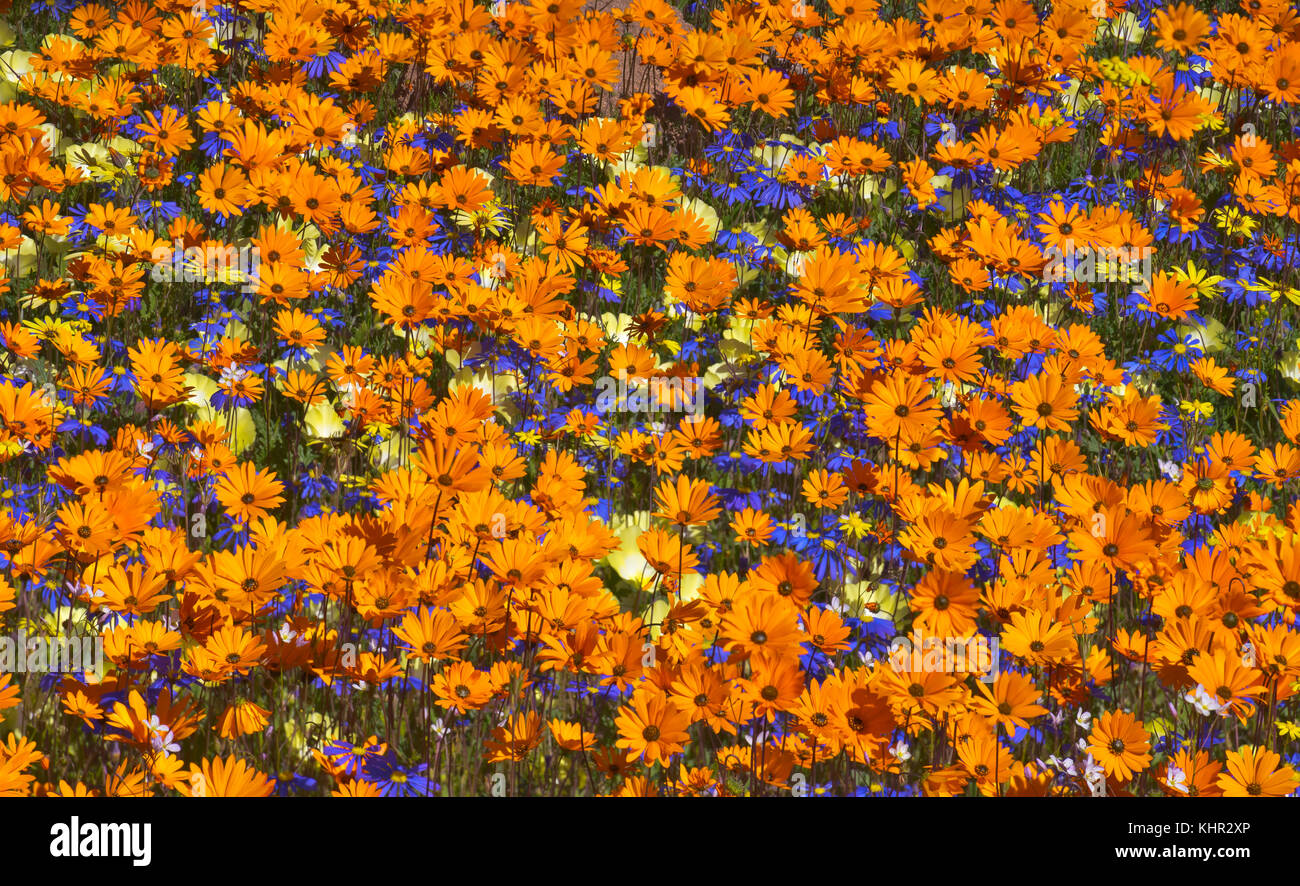 Glandular Cape Marigold (Dimorphotheca sinuata), Kingfisher Daisy ...