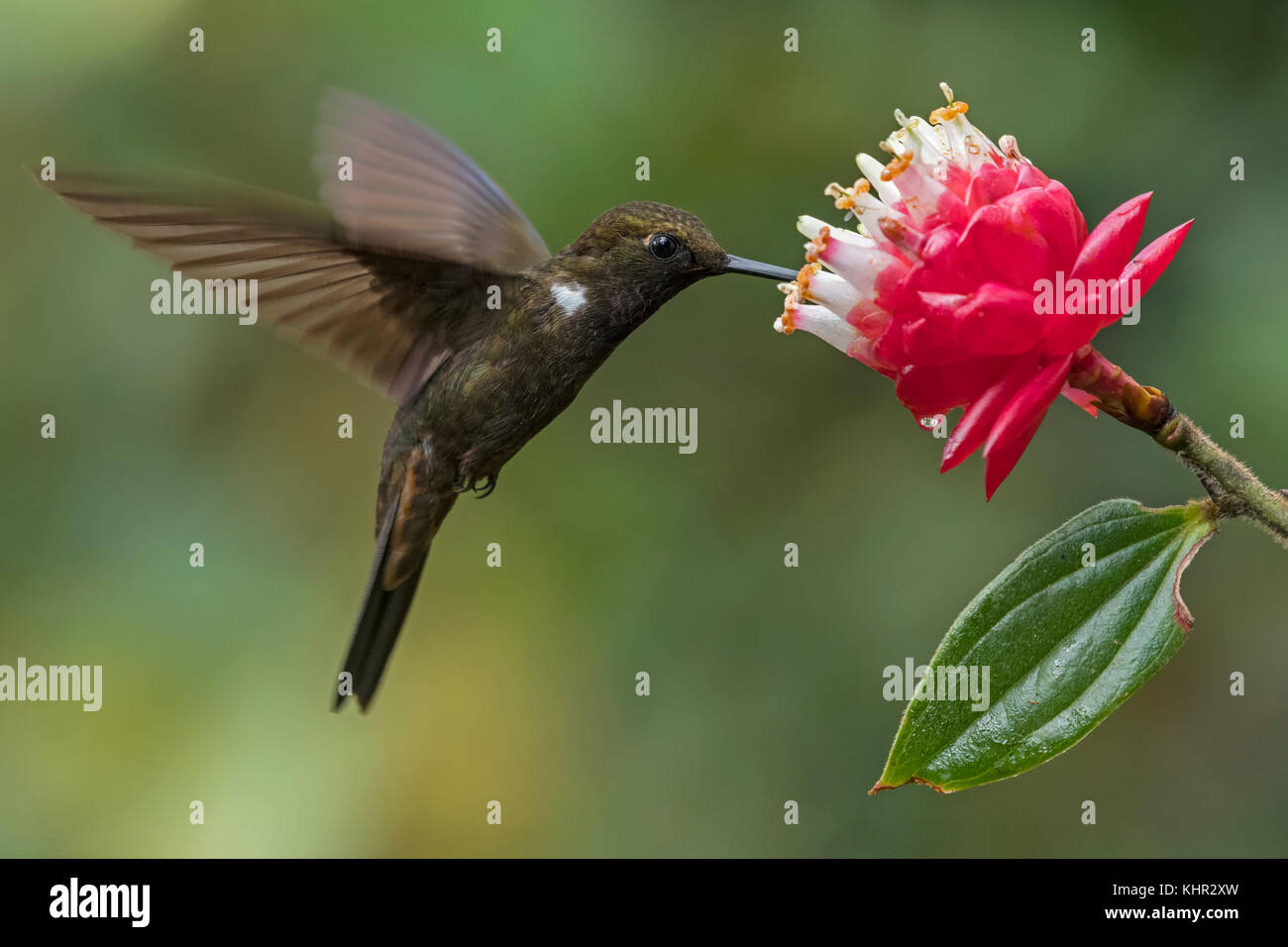 Brown Inca (Coeligena wilsoni) hummingbird feeding on flower nectar ...