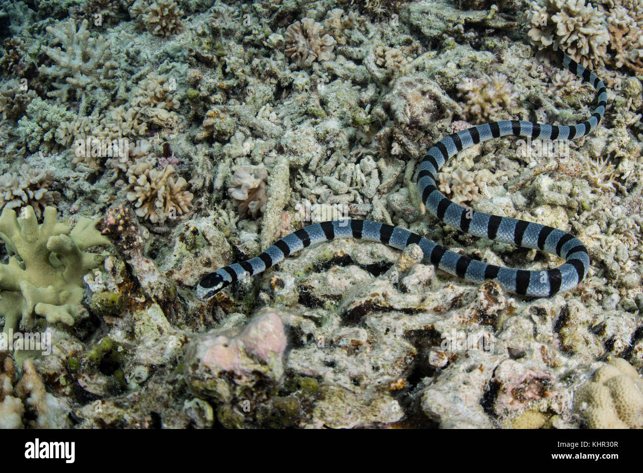 Banded Sea Krait (Laticauda colubrina), Lesser Sunda Islands, Indonesia ...