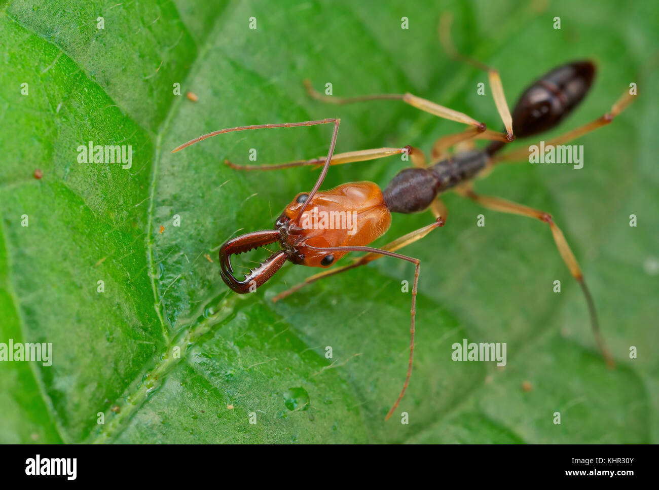 Ant (Odontomachus sp), Mount Isarog National Park, Philippines Stock ...