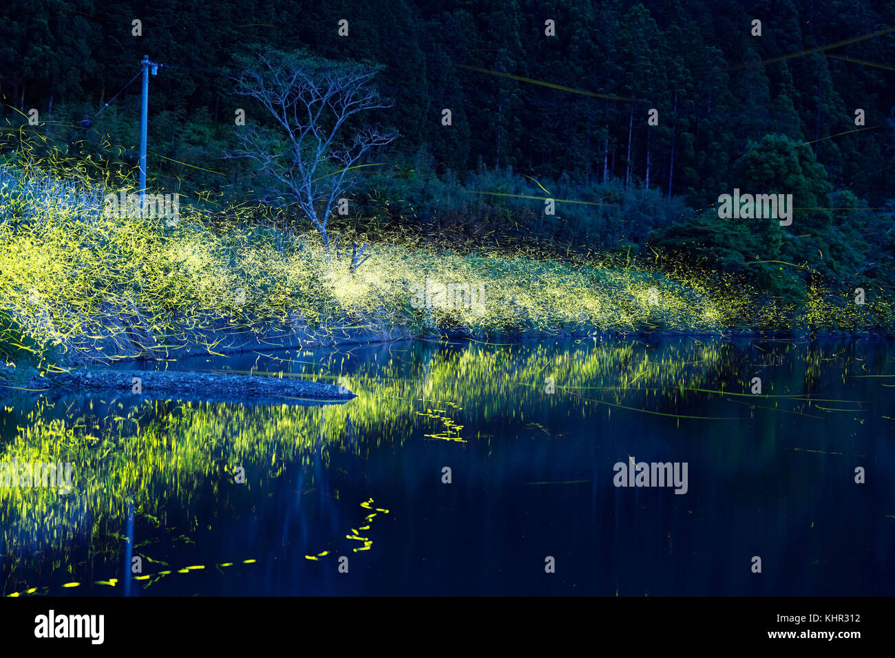 Japanese Firefly (Luciola cruciata) group flying along river at night ...