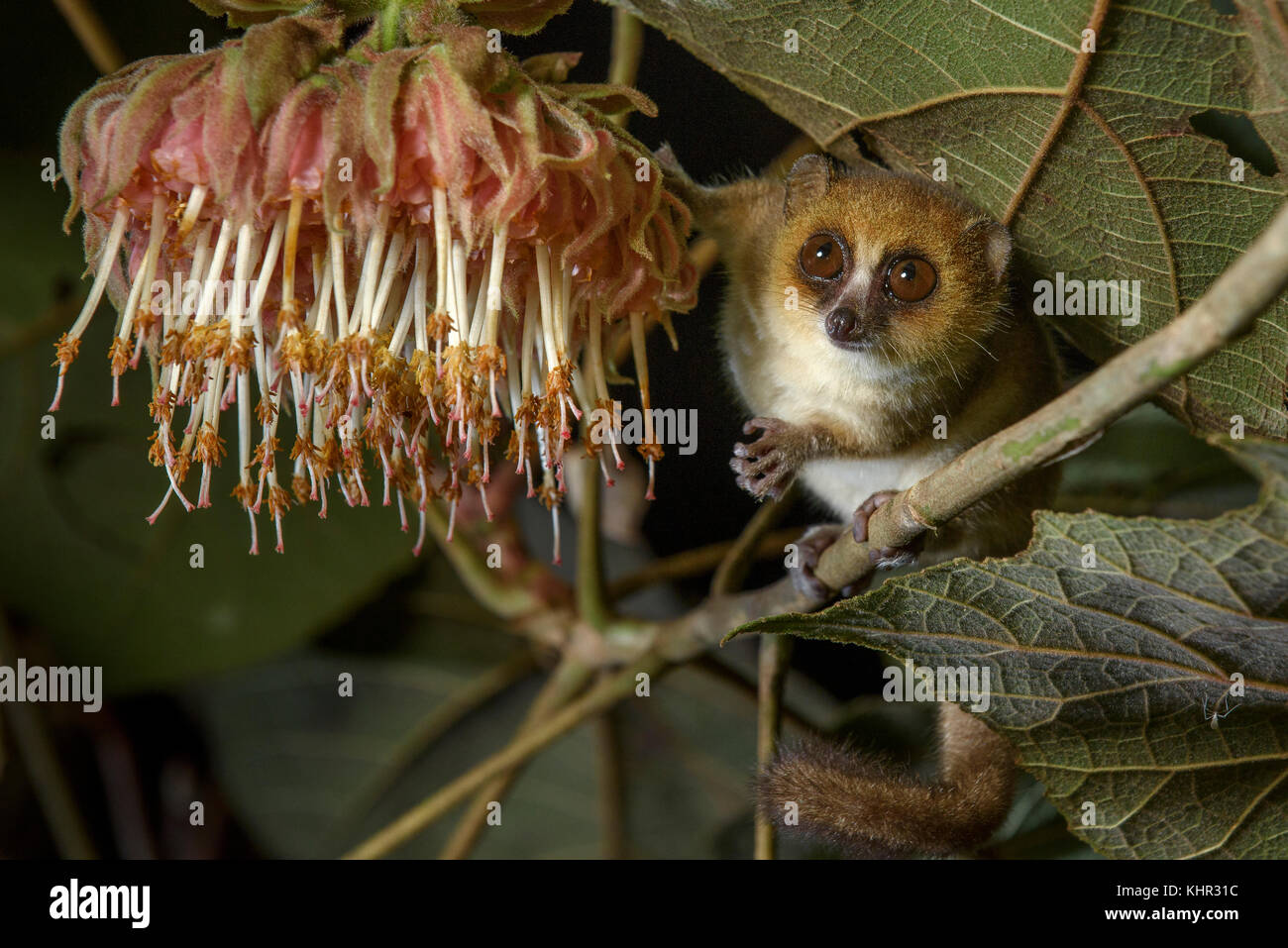 Goodman's Mouse Lemur (Microcebus lehilahytsara) feeding on flower ...