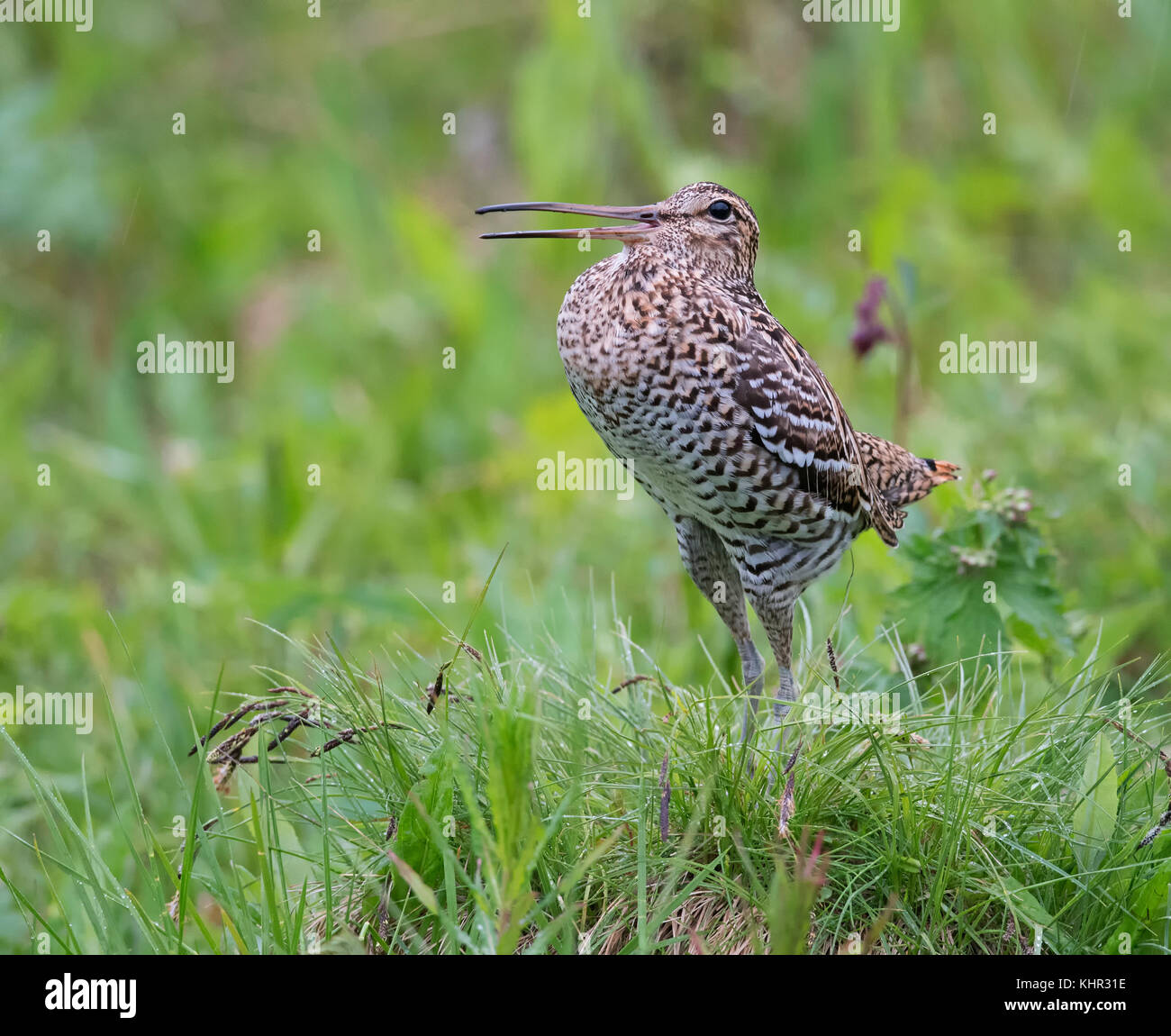 Great Snipe (Gallinago media) male in courtship display, Lapland ...