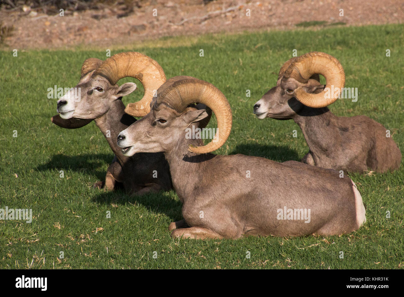 Desert Bighorn Sheep (Ovis canadensis nelsoni) rams on lawn, Hemenway ...