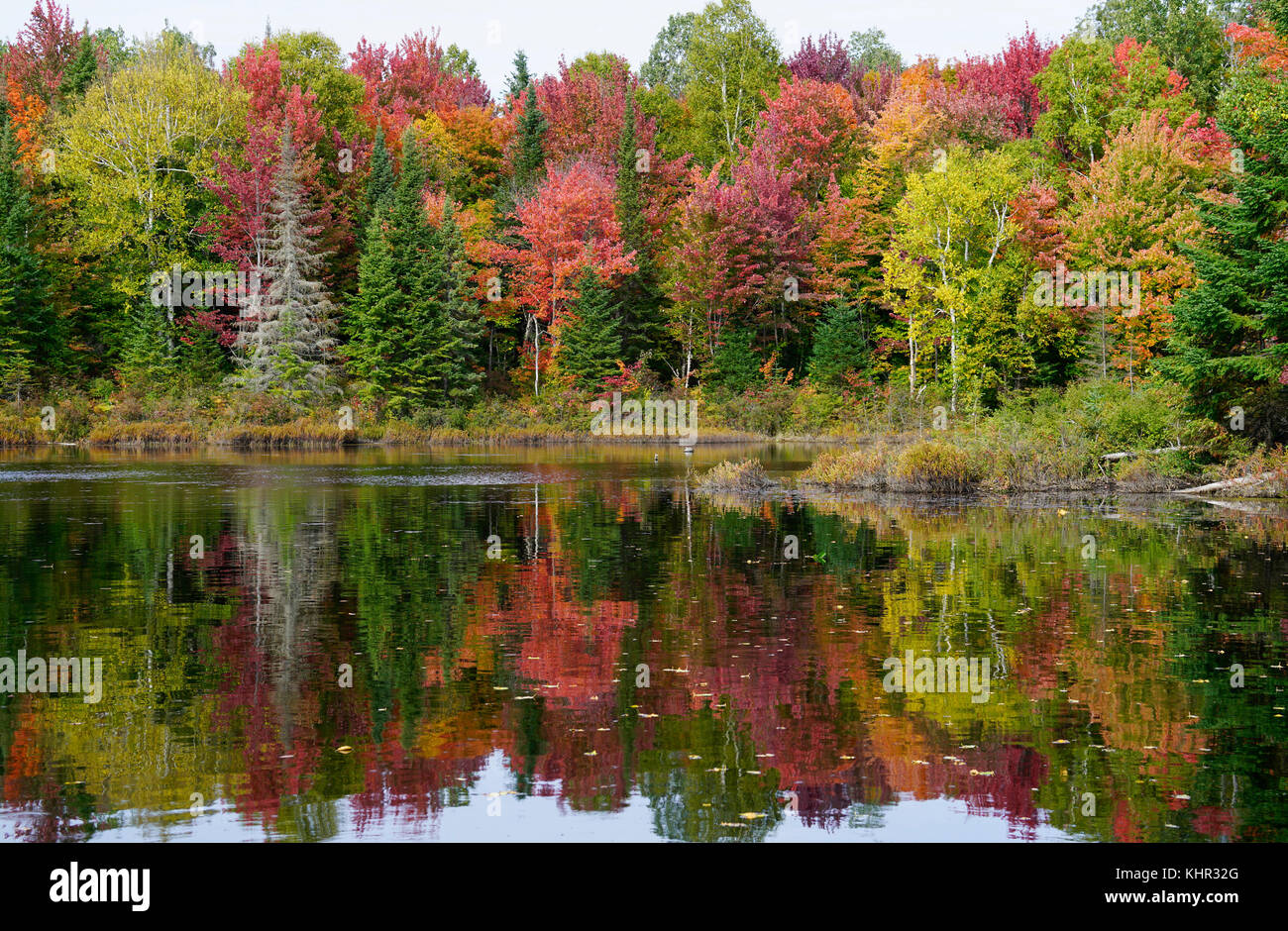 Maple (Acer sp) trees along lake in deciduous forest in autumn, Mont ...