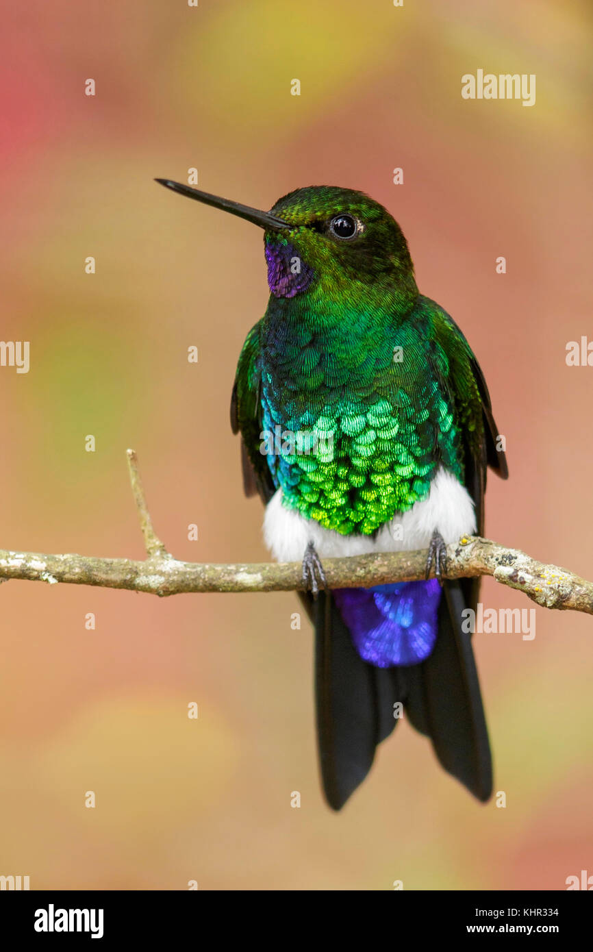 Glowing Puffleg (Eriocnemis vestitus) hummingbird, Colombia Stock Photo ...