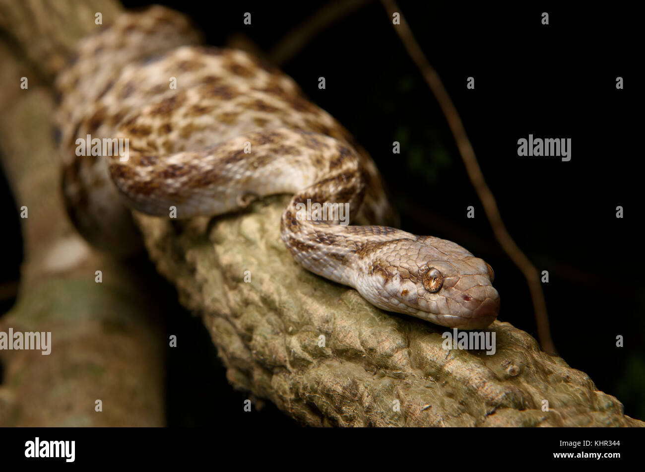 Malagasy Cat-eyed Snake (Madagascarophis colubrinus), Bekopaka ...