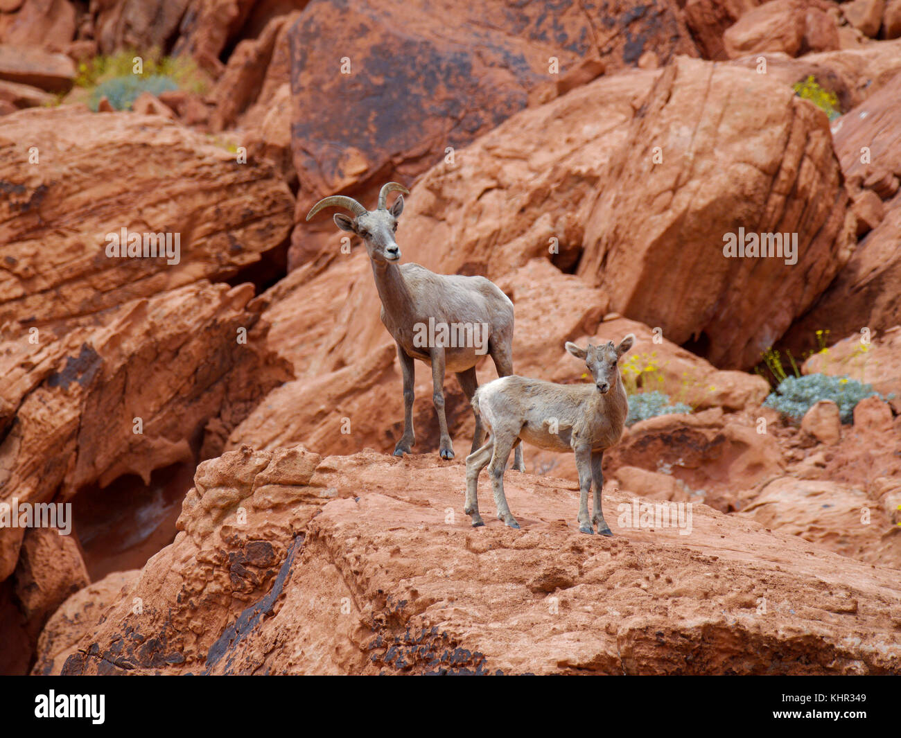 Desert Bighorn Sheep (Ovis canadensis nelsoni) mother and lamb, Valley ...