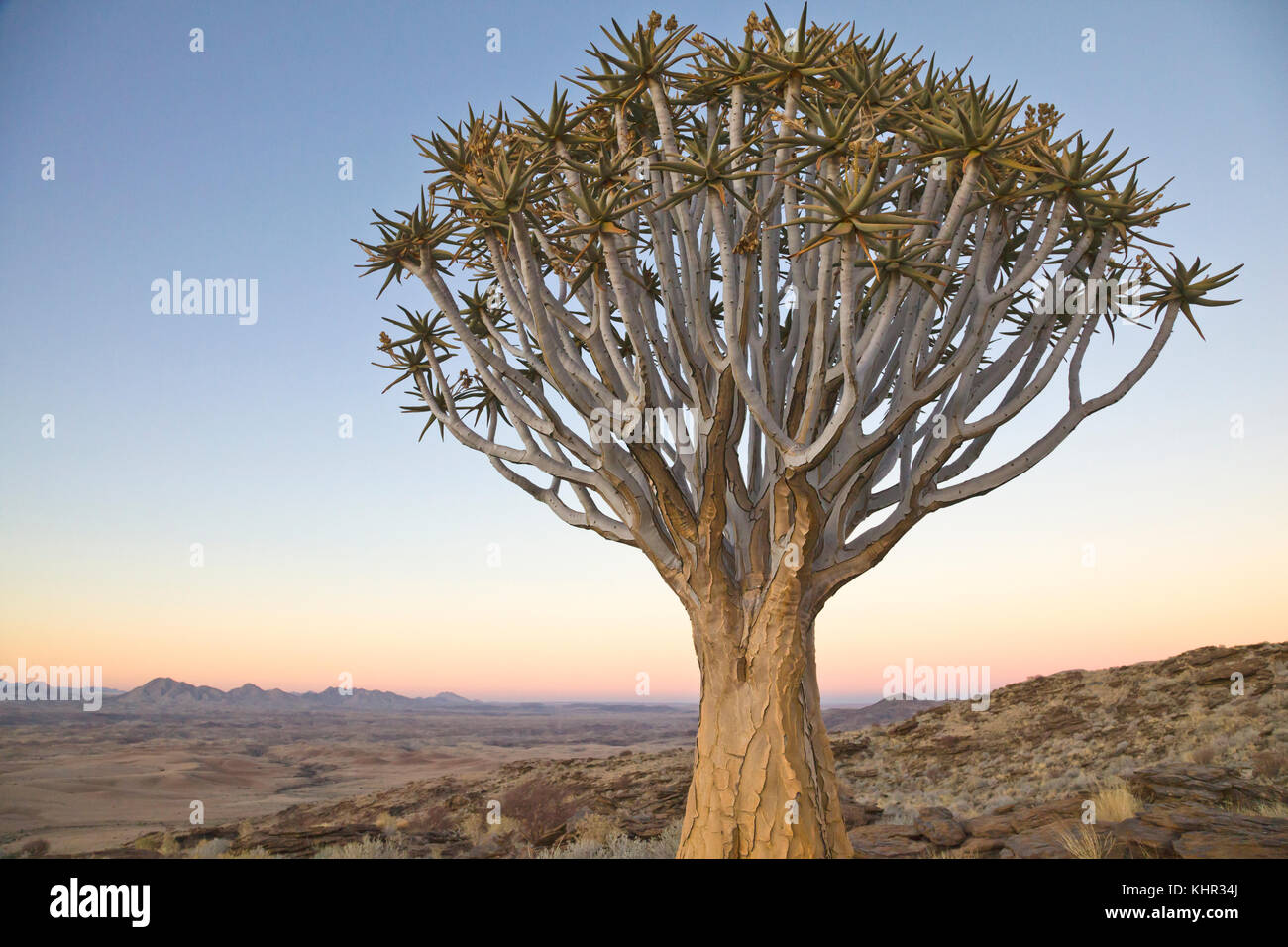 Quiver Tree (Aloe dichotoma) in desert, Namib Desert, Namibia Stock ...