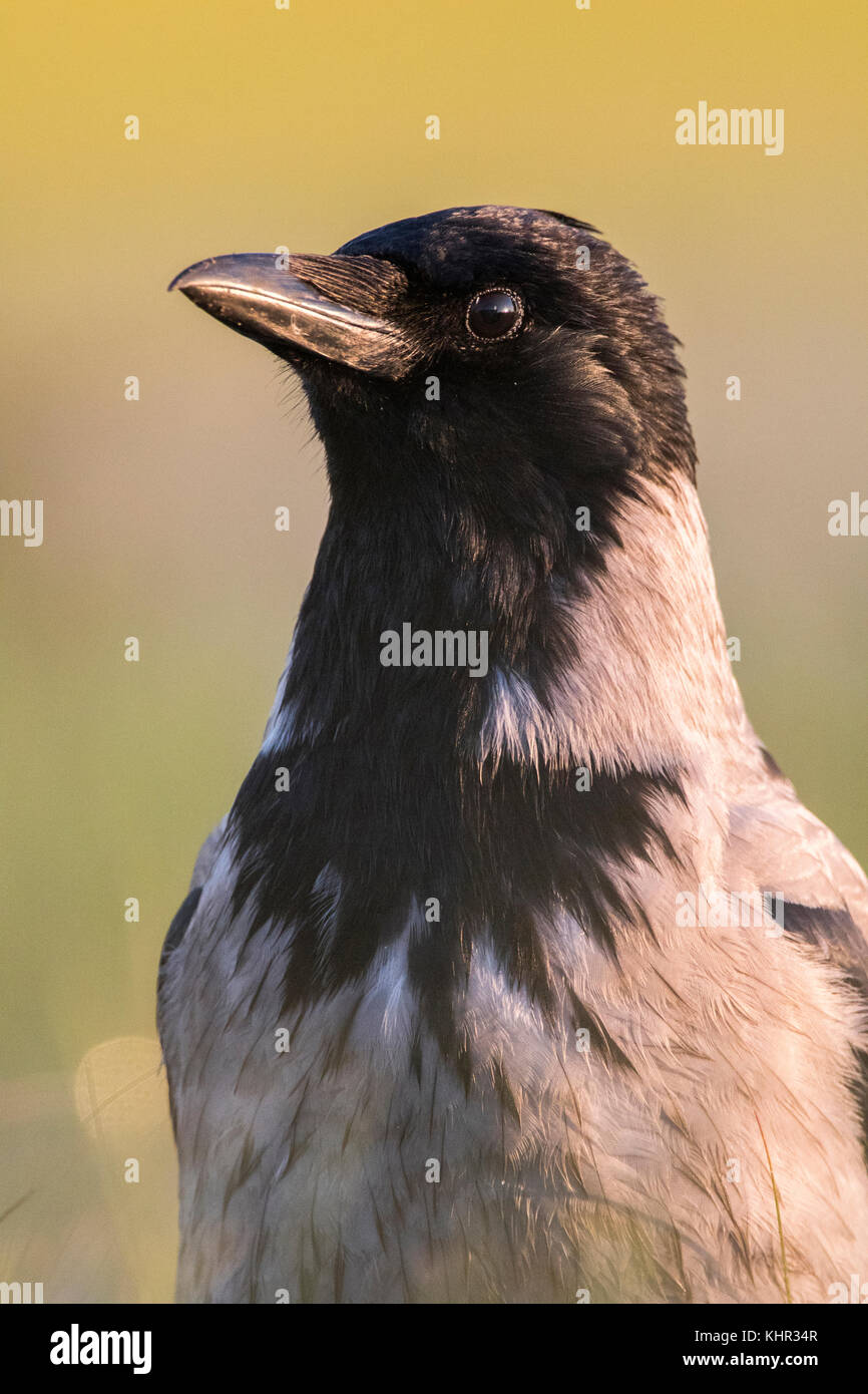 Hooded Crow (Corvus cornix), Romania Stock Photo - Alamy