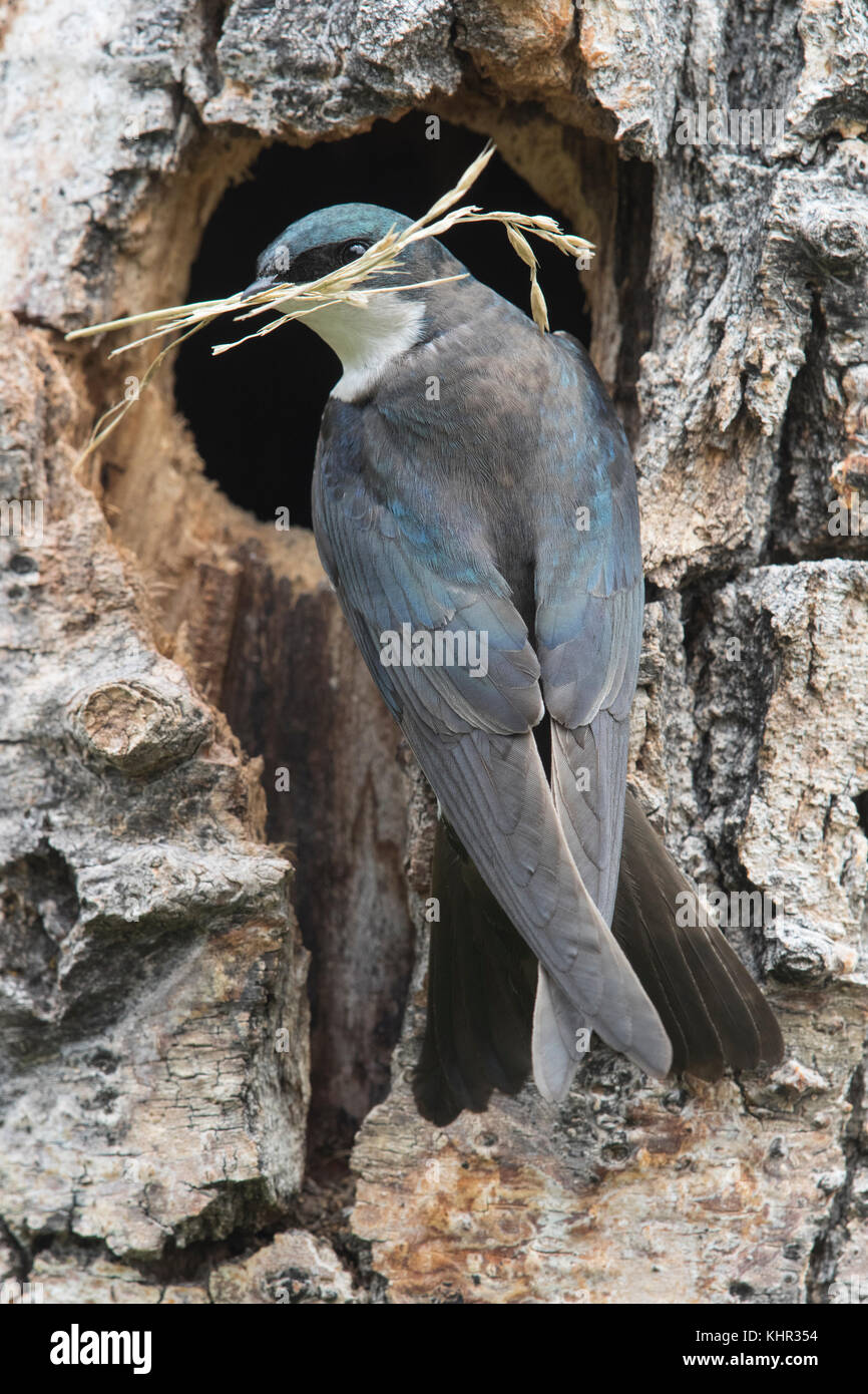 Tree Swallow (Tachycineta bicolor) carrying nesting material back to ...