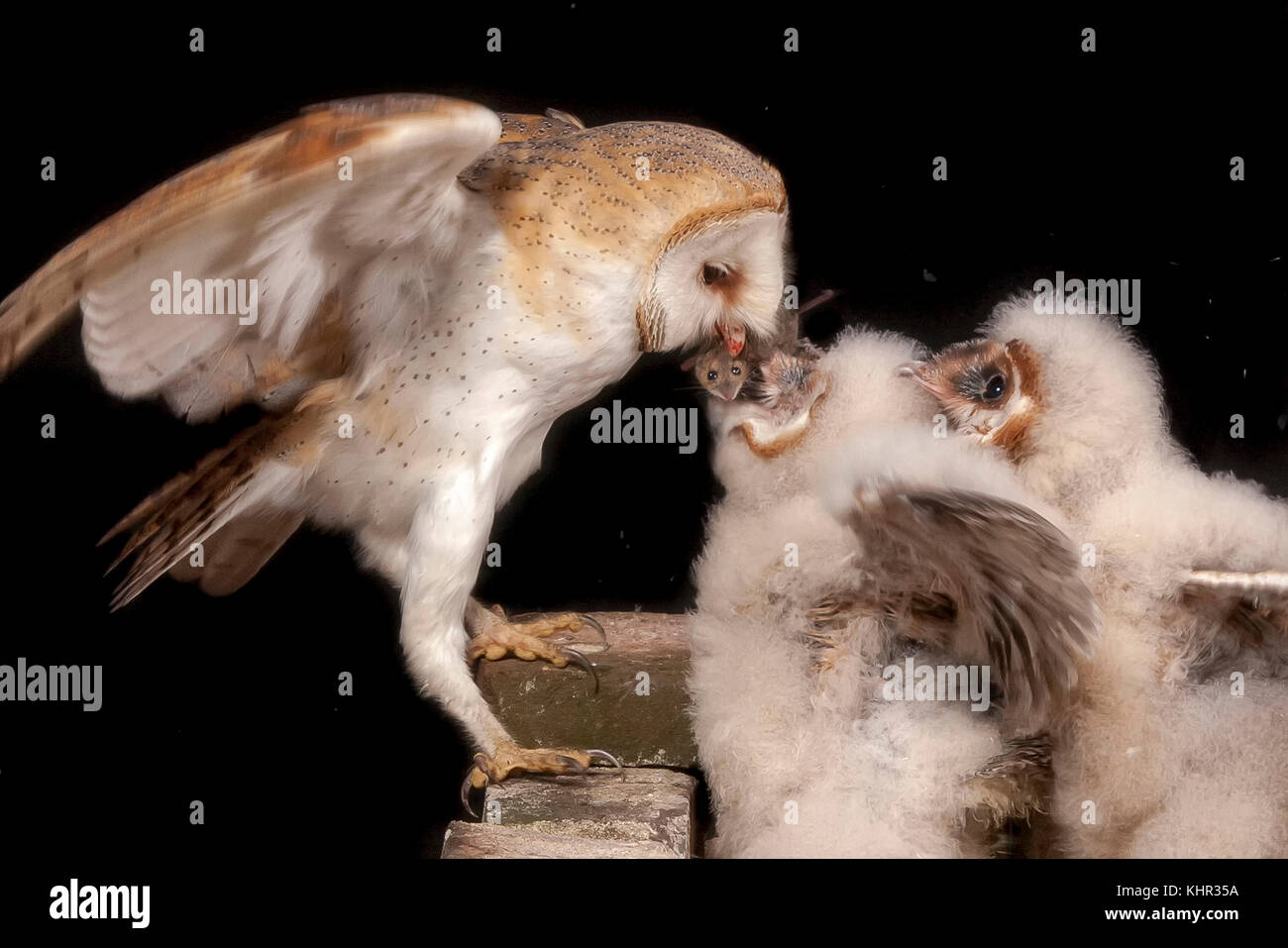 Barn Owl (Tyto alba) parent feeding mouse prey to chicks, Netherlands ...