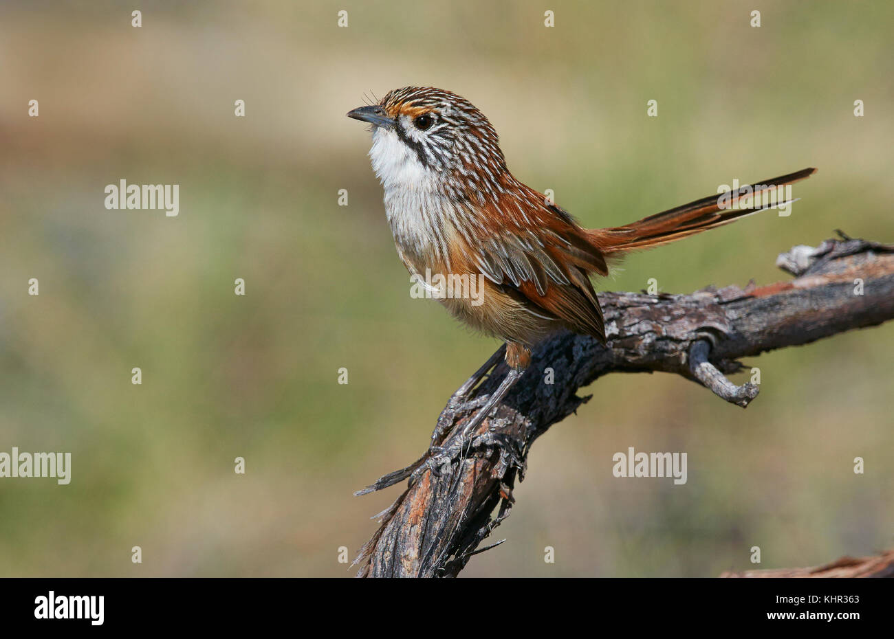 Striated Grasswren (Amytornis striatus), Opalton, Queensland, Australia ...
