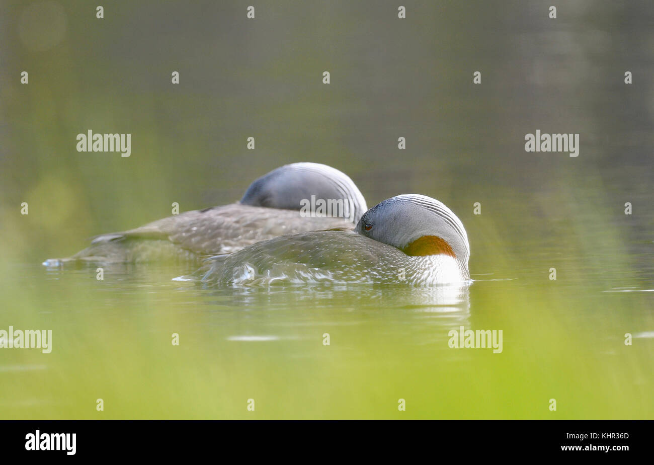 Red-throated Loon (Gavia stellata) pair sleeping, Sweden Stock Photo ...