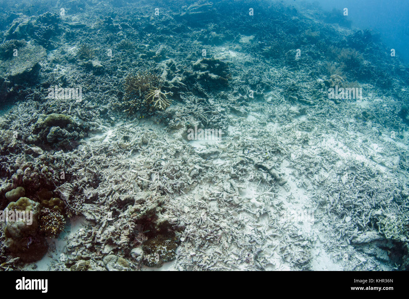 Destroyed reef from dynamite fishing, Raja Ampat Islands, Indonesia ...
