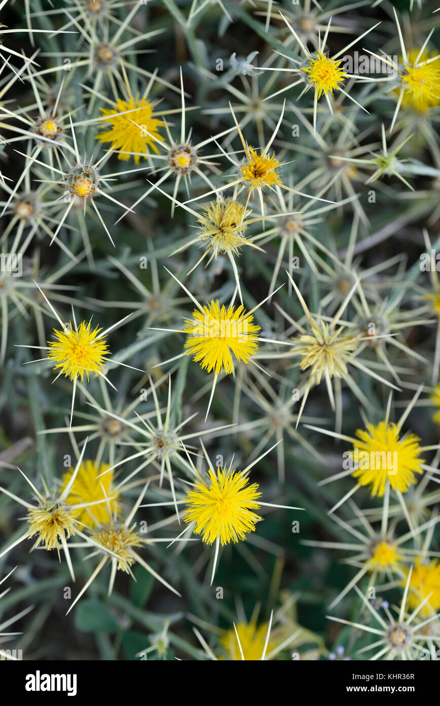 Yellow Star-thistle (Centaurea solstitialis) flowering, Sisteron ...