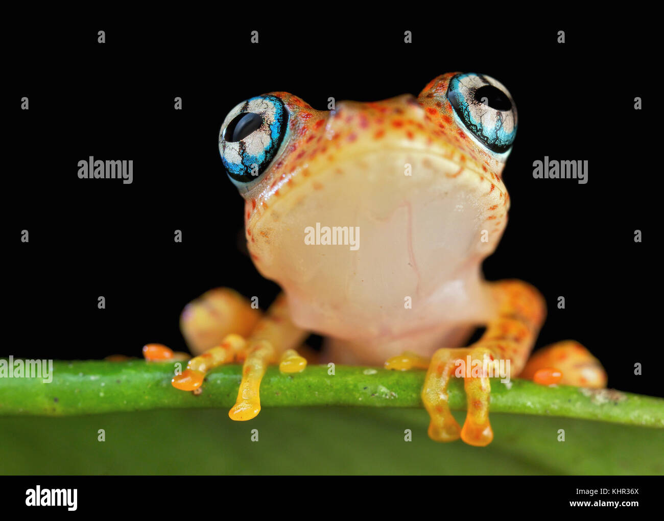 Mantellid Frog (Boophis pyrrhus), Andasibe-Mantadia National Park ...