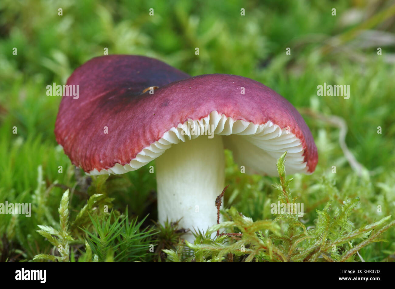 Fragile Brittlegill (Russula fragilis) mushroom, Netherlands Stock ...