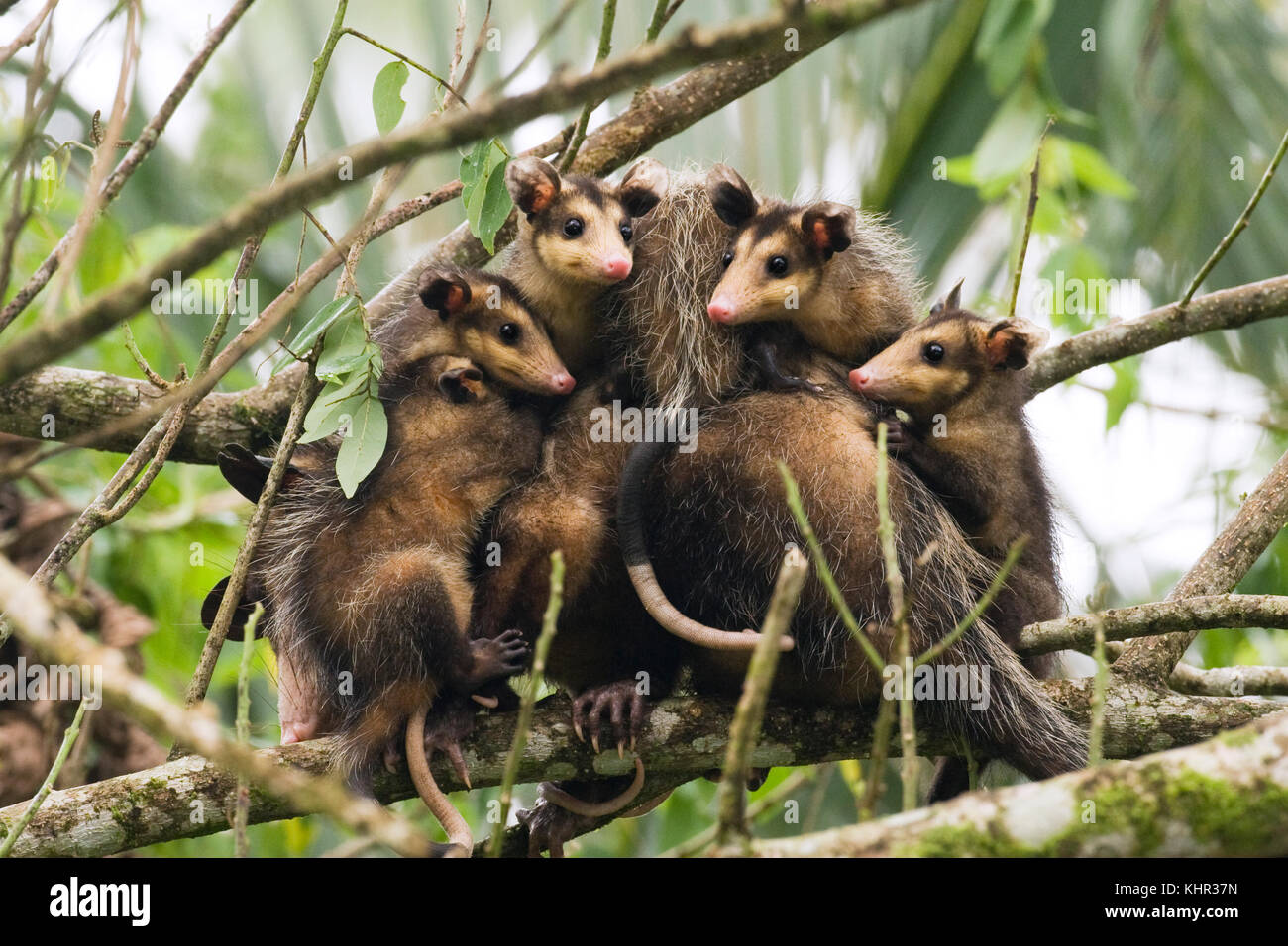 Common Opossum (Didelphis marsupialis) mother with joeys in tree ...