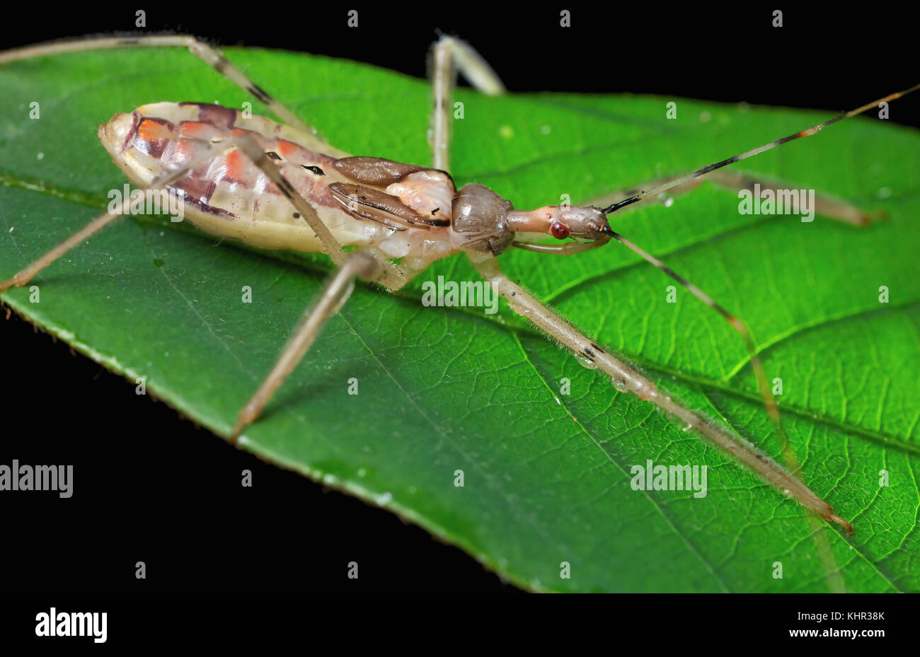 Assassin Bug (Reduviidae), Udzungwa Mountains National Park, Tanzania ...