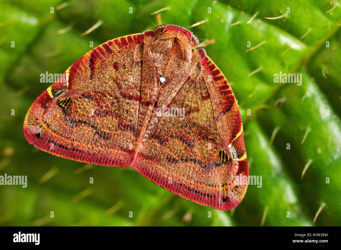 Planthopper (Ricaniidae), Andasibe-Mantadia National Park, Madagascar ...