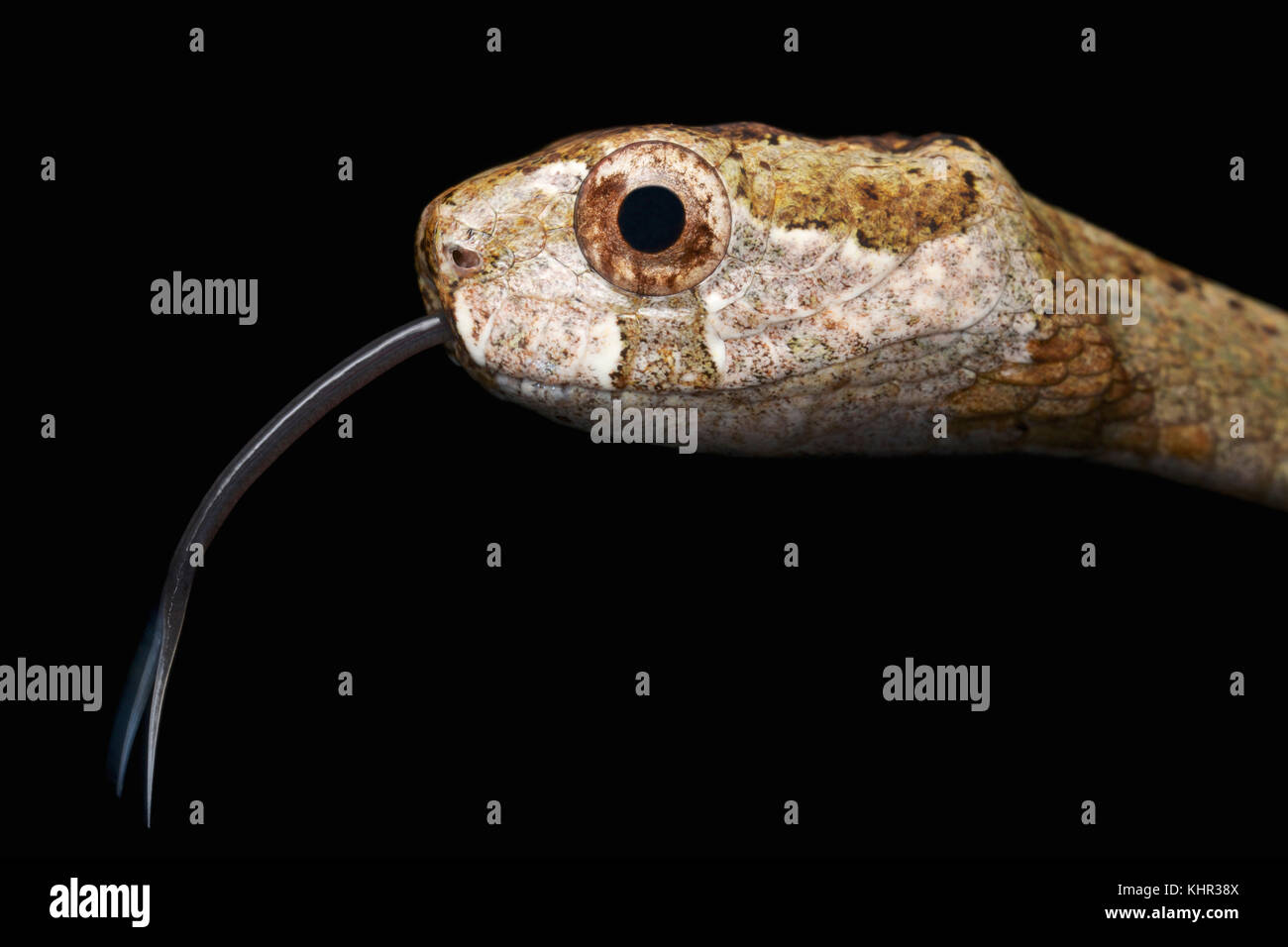 Blunthead Slug Snake (Aplopeltura boa) flicking tongue, Bukit Barisan ...