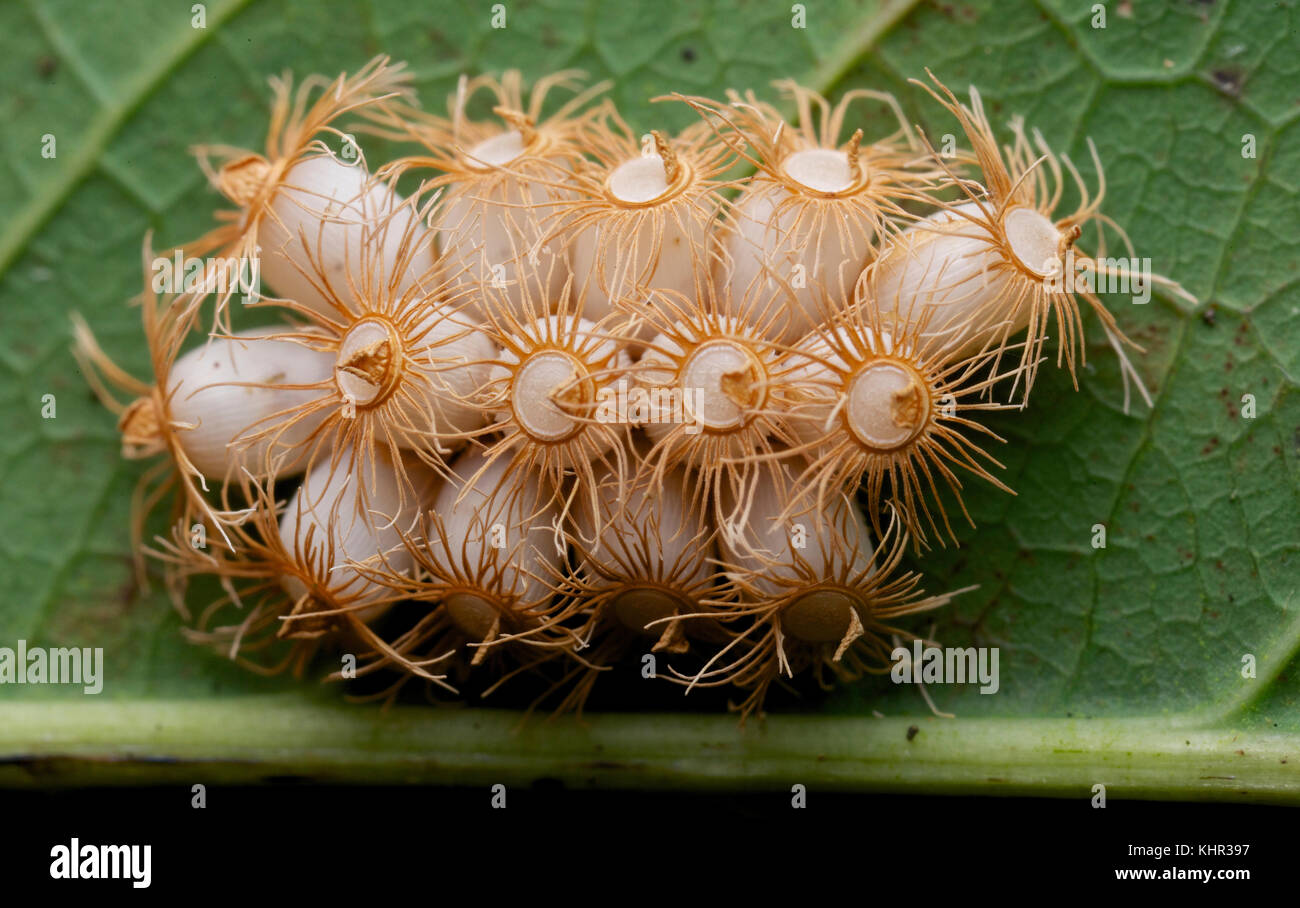 Shield bug eggs, Angkor Wat, Cambodia Stock Photo - Alamy