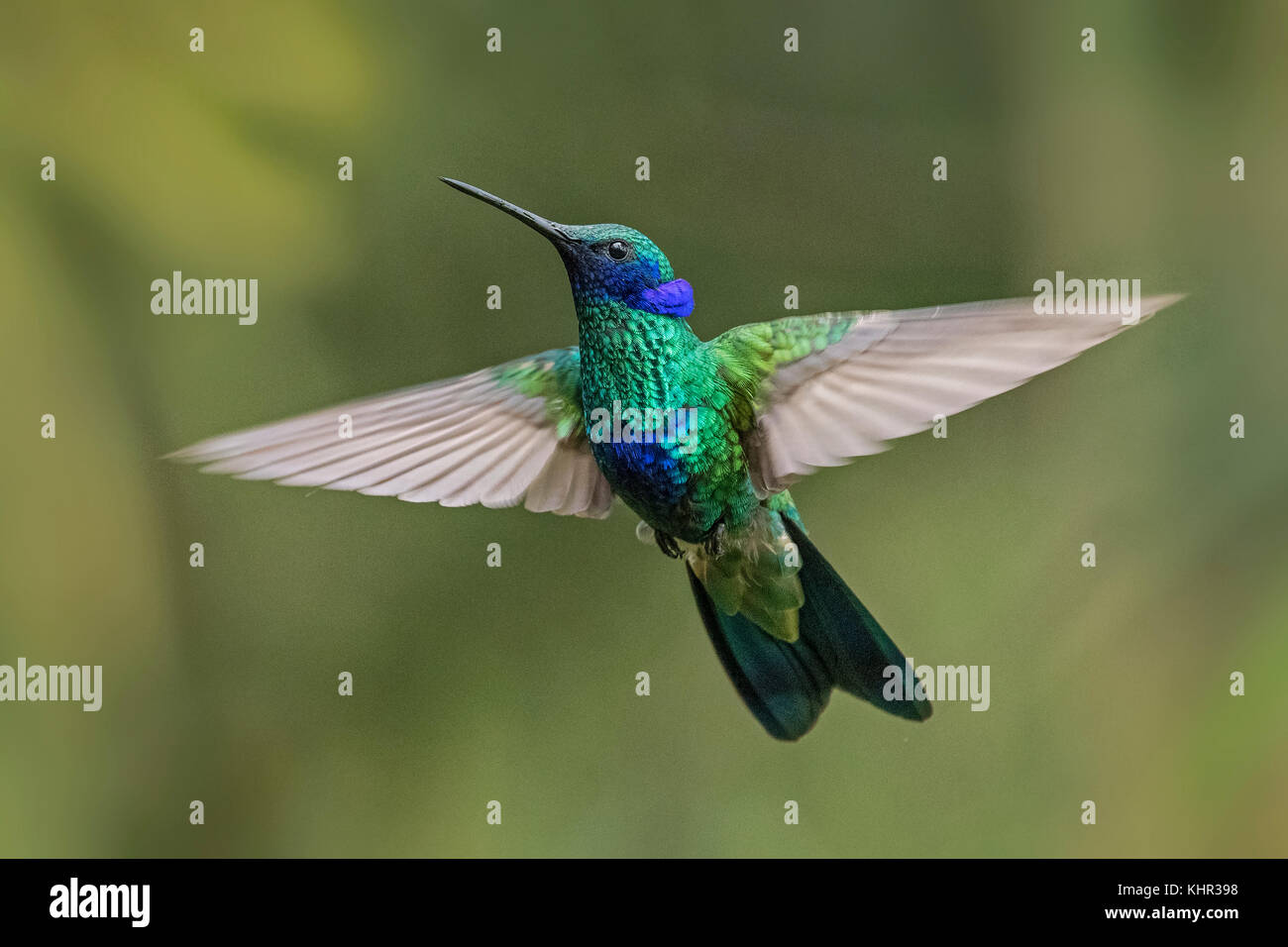 Green Violet-ear (Colibri thalassinus) hummingbird flying, Chicaque ...