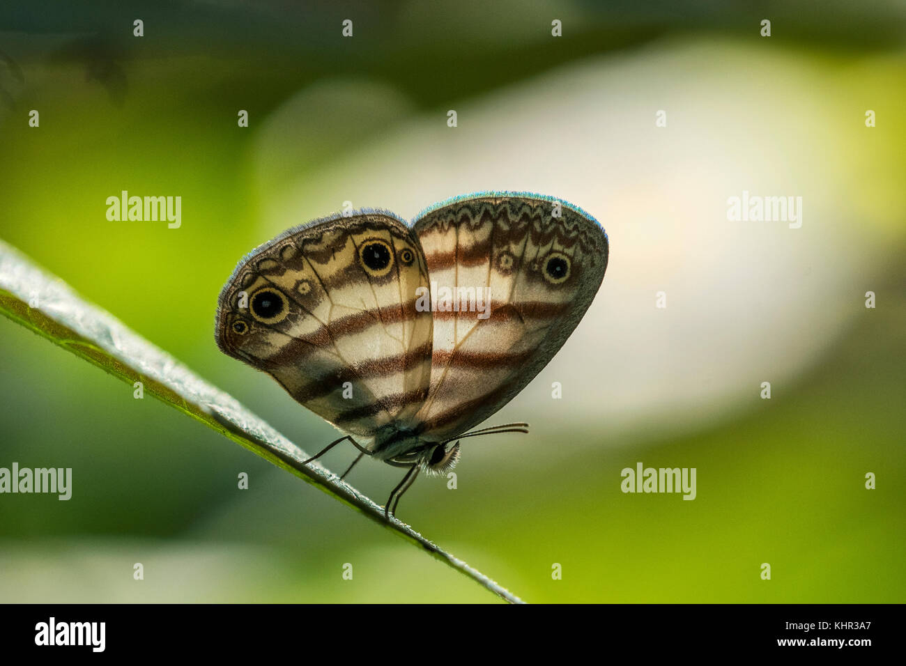 Two-banded Satyr (Pareuptychia ocirrhoe) butterfly, Sierra Nevada de ...