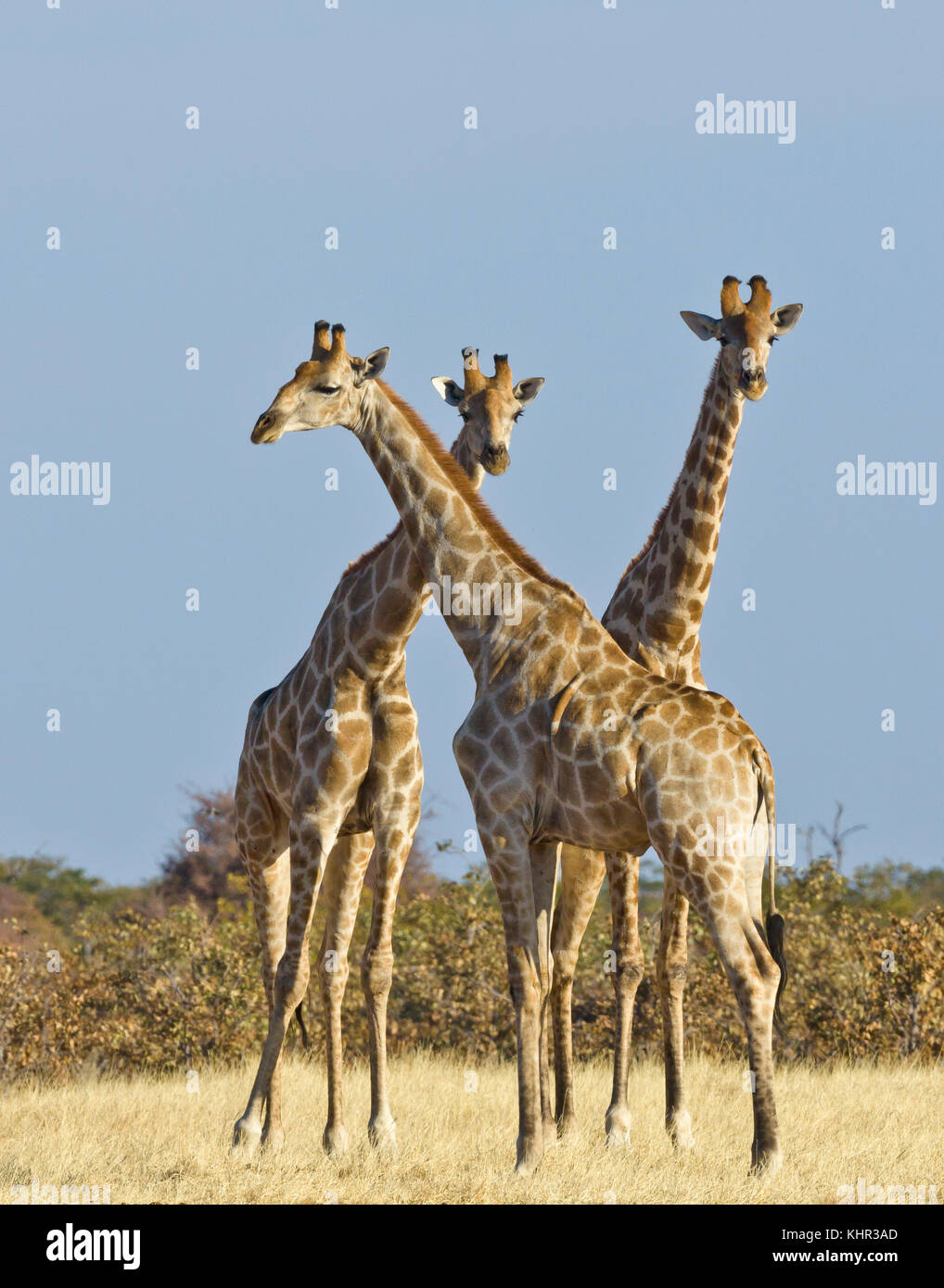 Angolan Giraffe (Giraffa giraffa angolensis) males, Etosha National ...