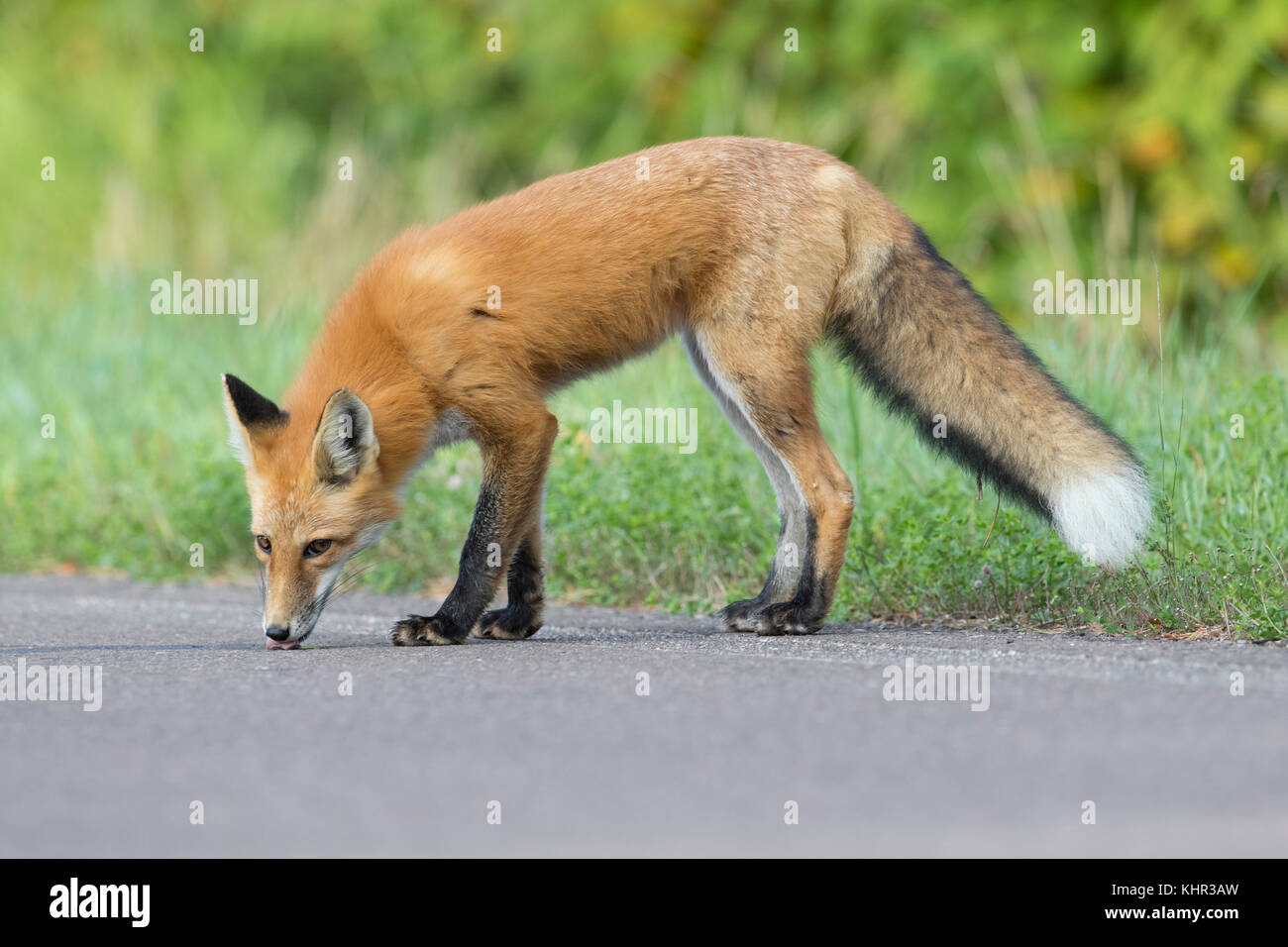 Red Fox (Vulpes vulpes) smelling road near Grand Marais, Minnesota ...