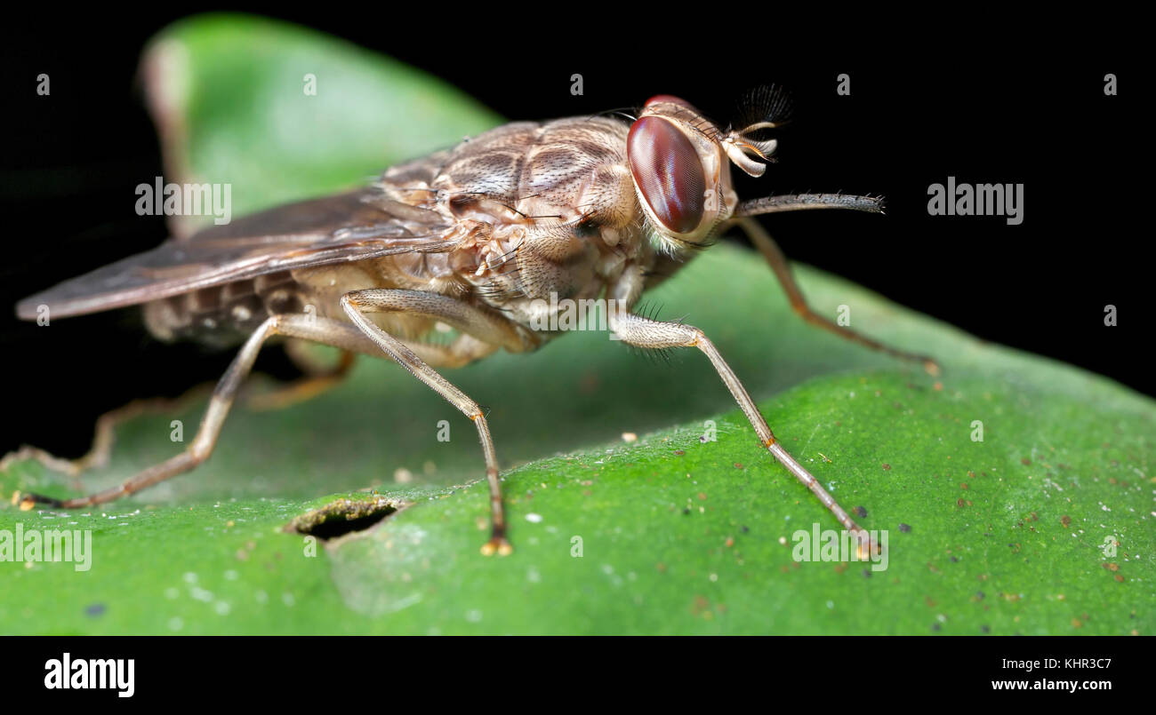 Tsetse Fly (Glossina sp), Udzungwa Mountains National Park, Tanzania ...