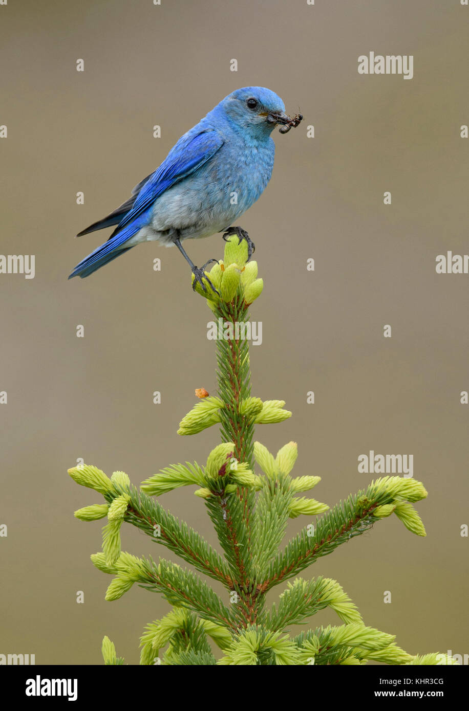 Mountain Bluebird (Sialia currucoides) male with insect prey, British ...